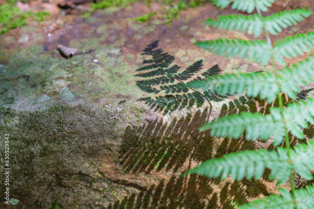 woodland tree foliage fern bark and moss background for graphic design ...