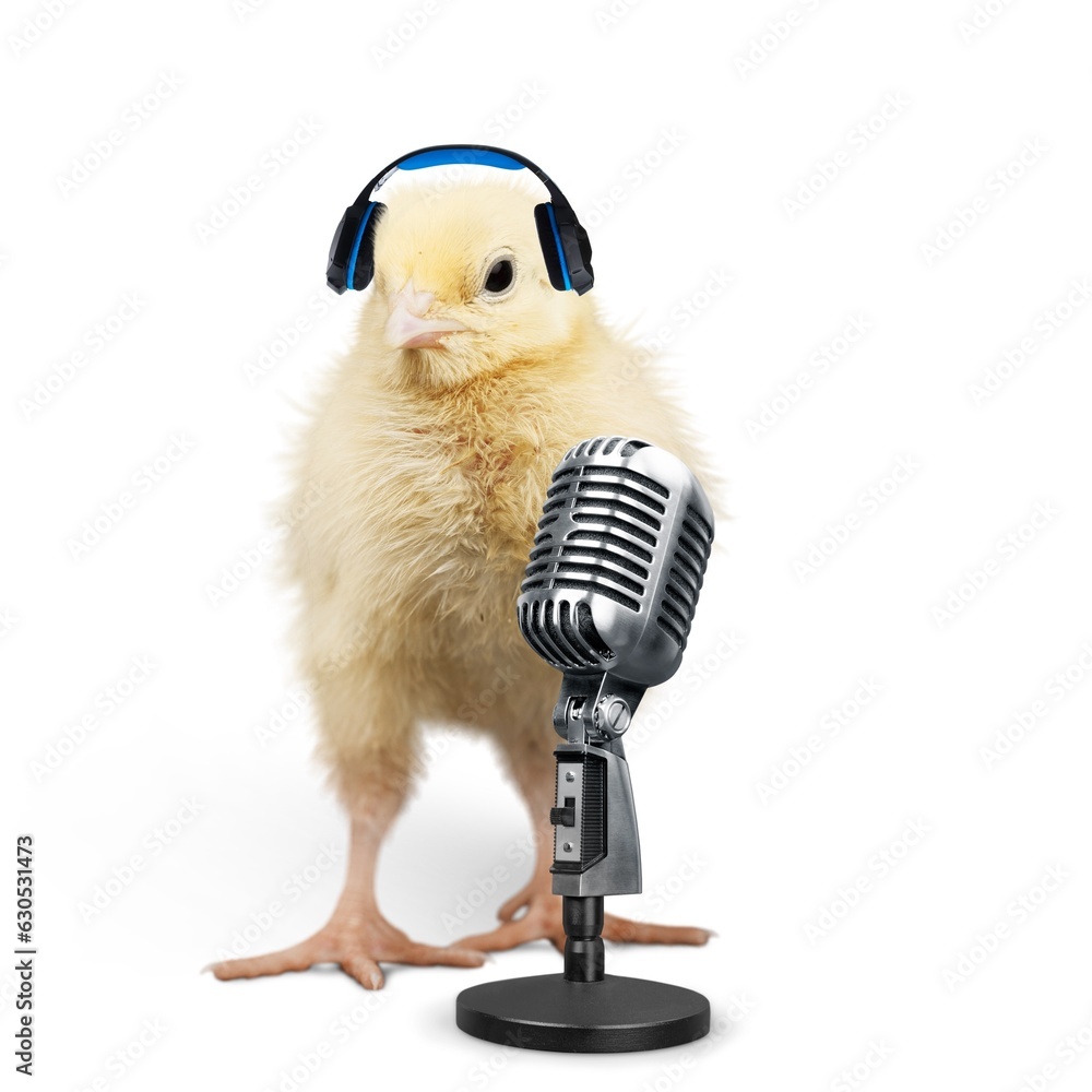 Cute crazy fluffy chick with headphones and a microphone Stock Photo ...