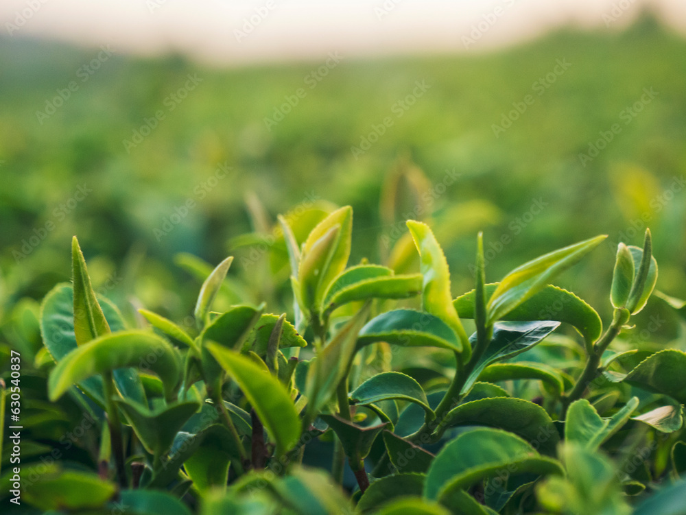 Green tea tree leaves field young tender bud herbal Green tea tree in ...