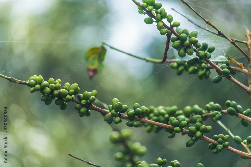 Green coffee bean berry plant fresh raw seed coffee tree growth in eco ...