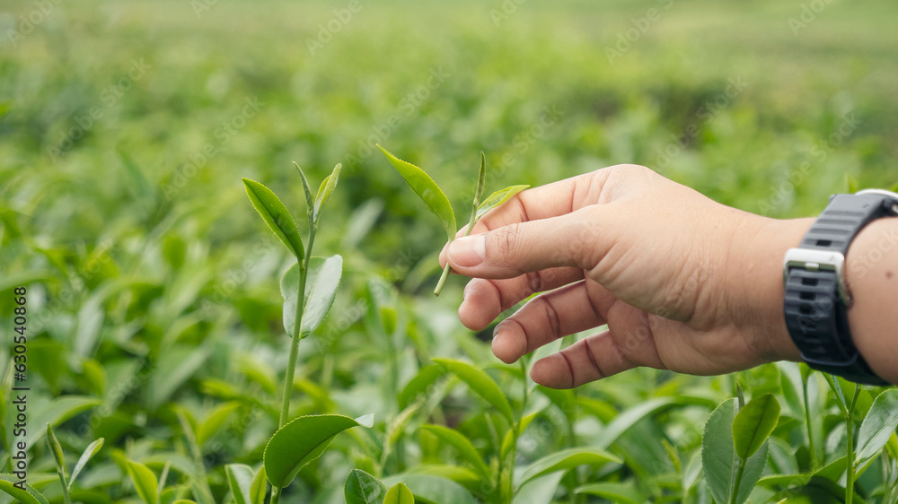 Woman hand plucking green tea tree picking bud young tender camellia ...
