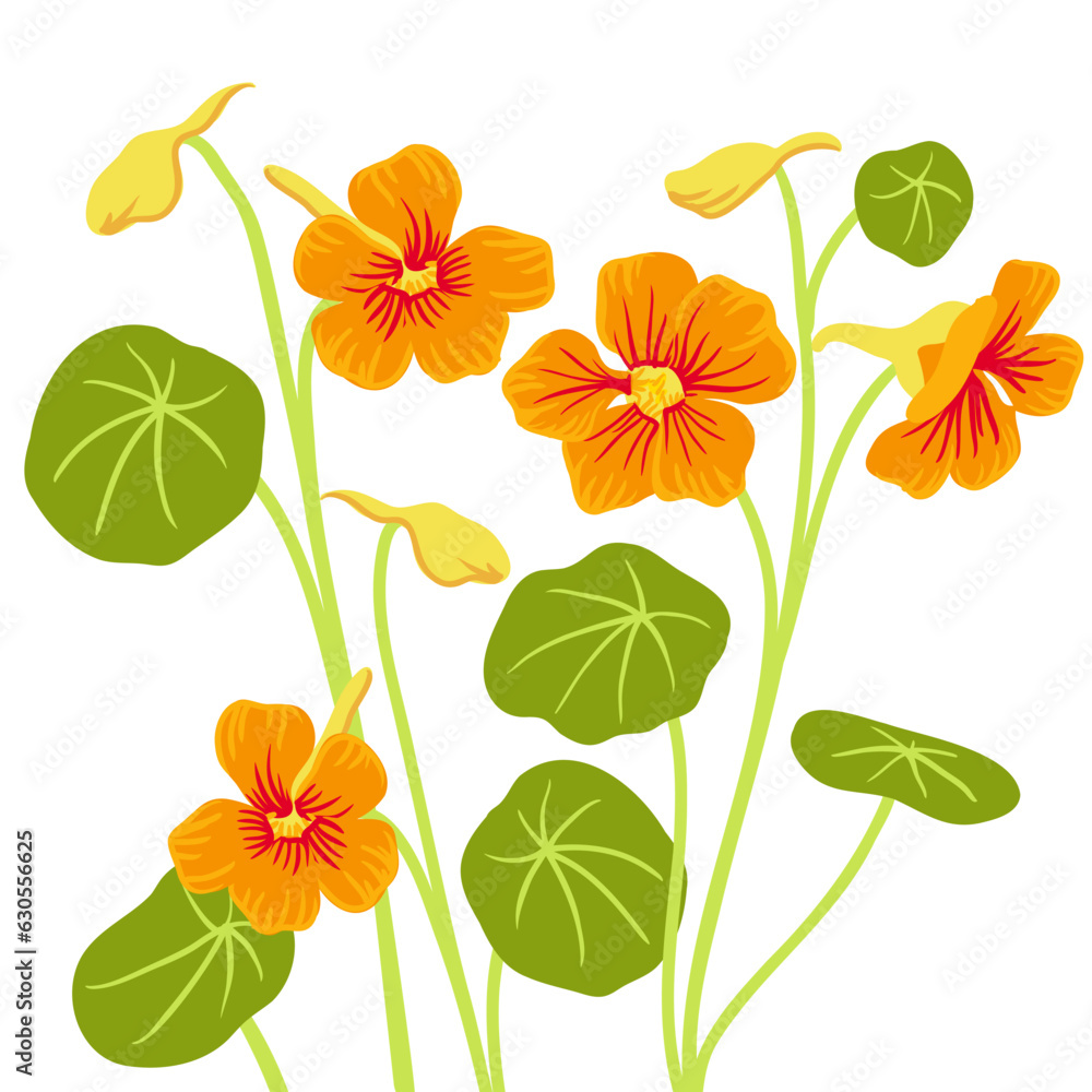 nasturtium, vector drawing flowers at white background, hand drawn ...