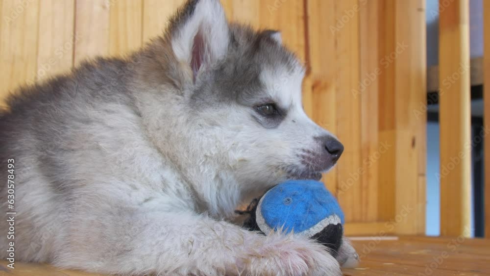 A young Siberian puppy hugging a toy baseball and chewing on something ...