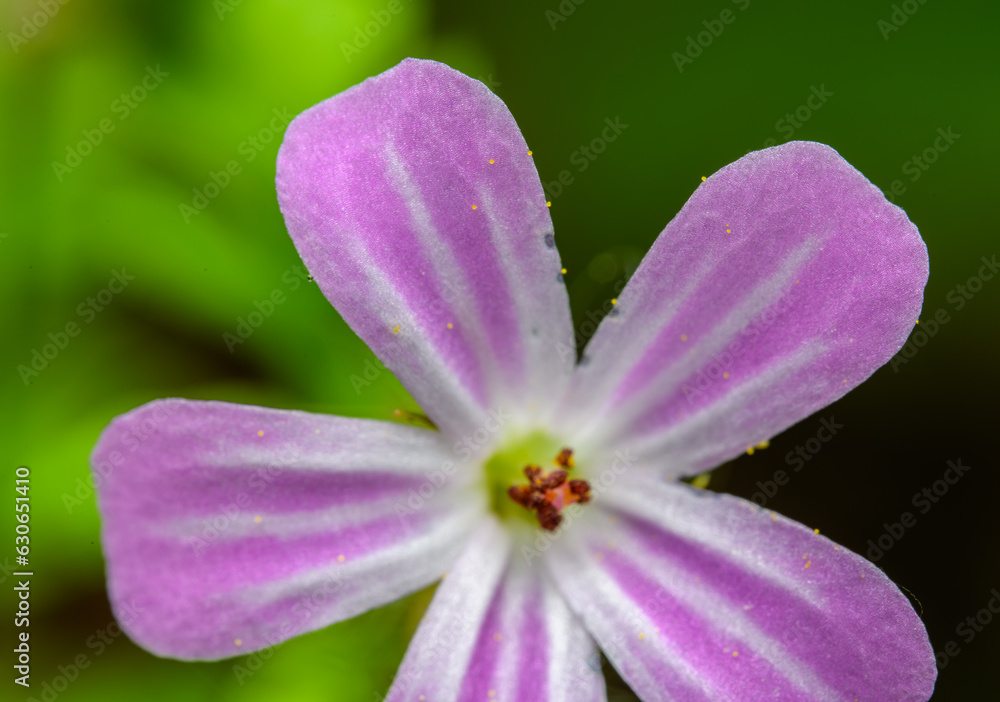 pink flower of Geranium robertianum known as herb-Robert, red robin ...