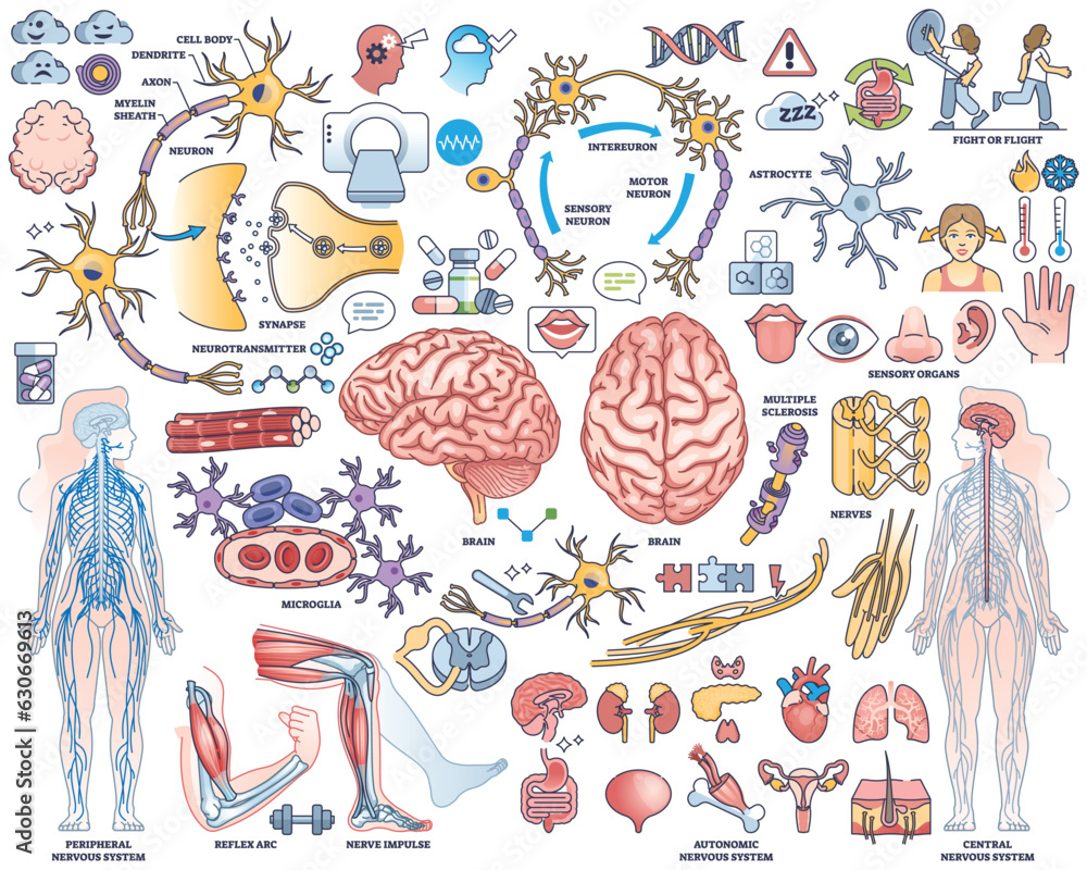 Human nervous system with nerve, brain and cord items outline ...