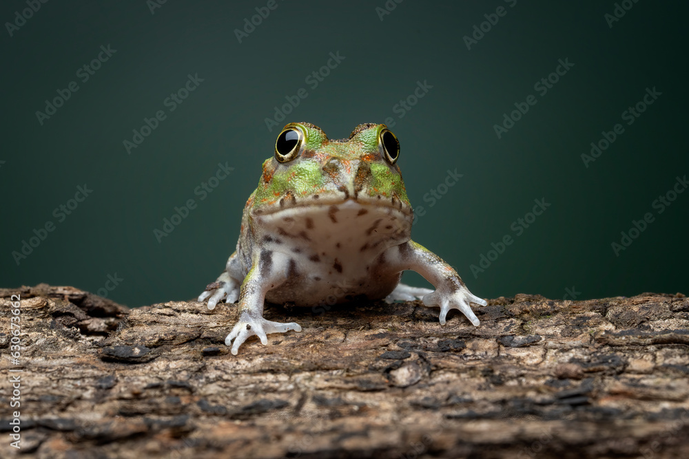 The Chaco Horned Frog (Chacophrys pierottii) or Lesser Chini Frog, is a ...