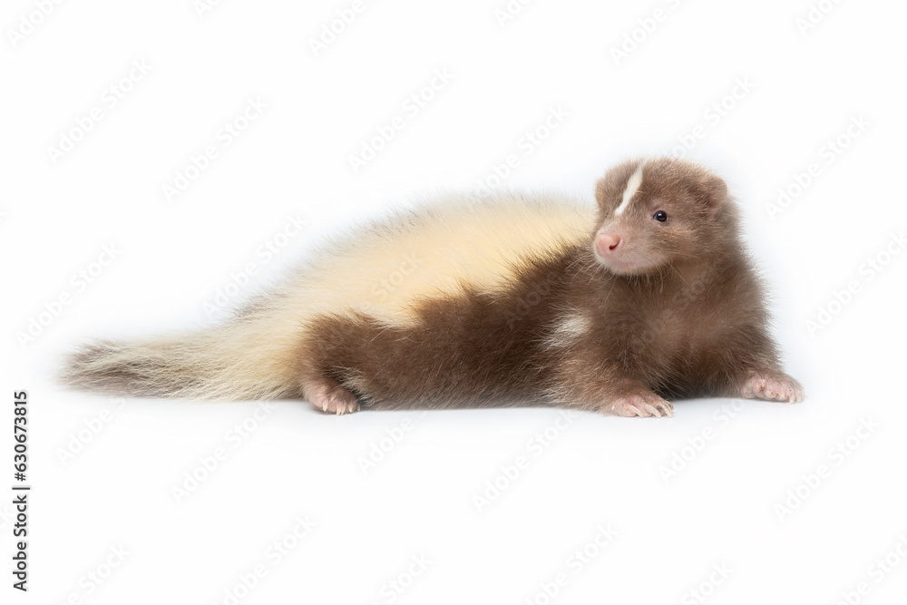 Skunk brown and cream-colored. The most common fur color of Skunks are ...
