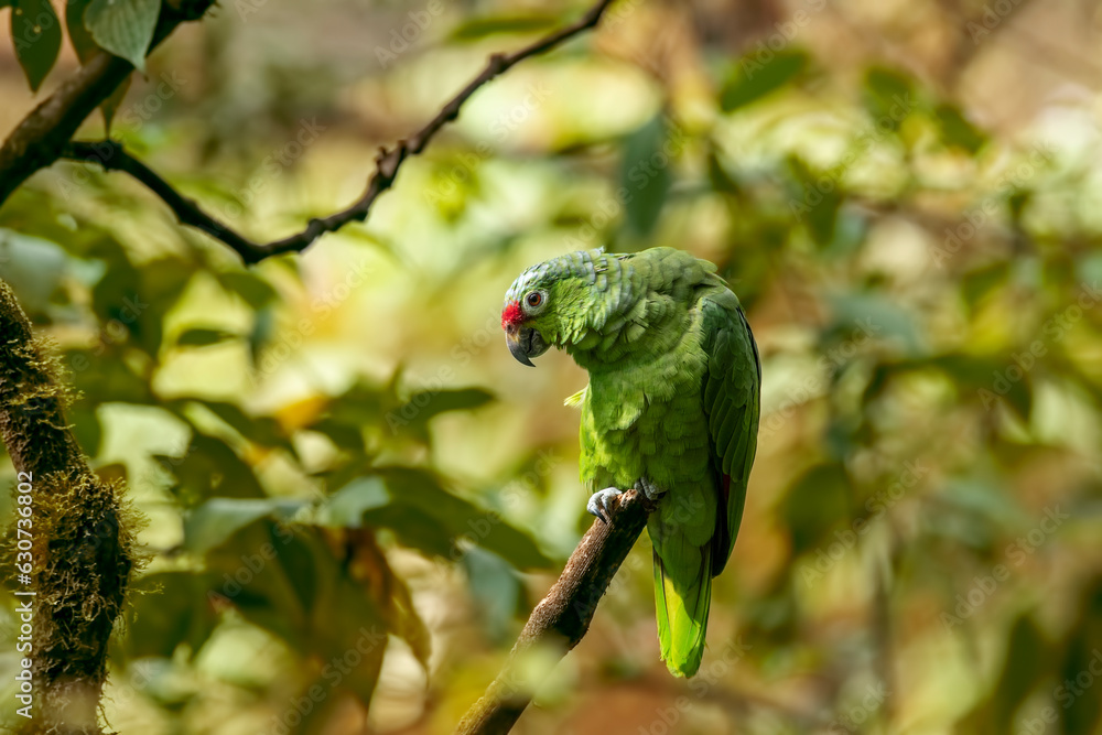 Amazon autumn. The red-loral amazon or red-loral parrot is a species of ...