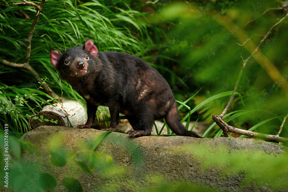 Tasmanian devil, Sarcophilus harrisii,the largest carnivorous marsupial ...