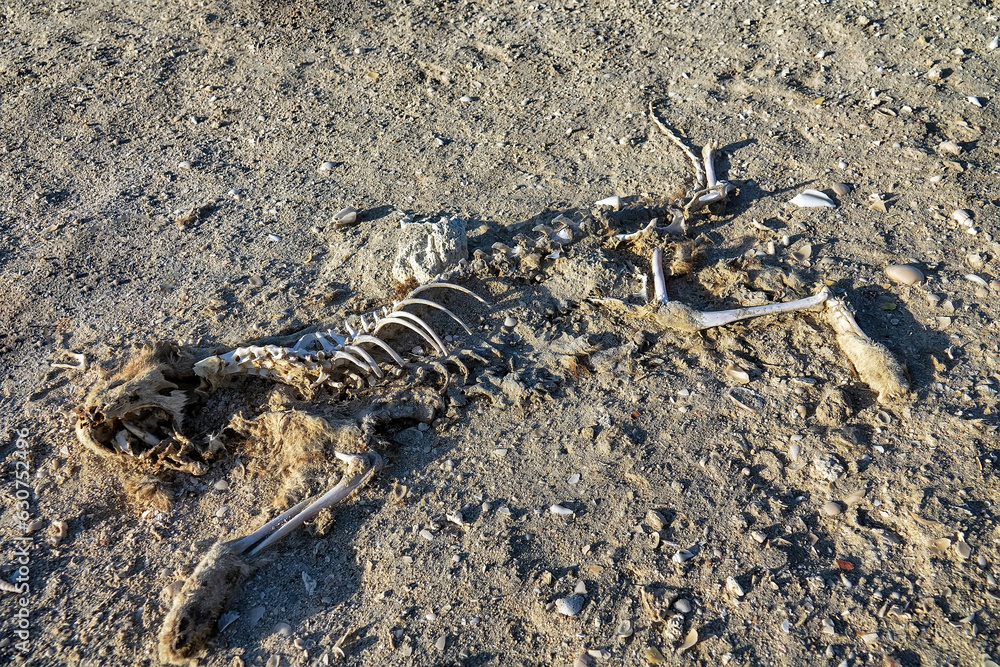 Animal carcasses, skeleton of a cat buried in the sand, wind-blown sand ...