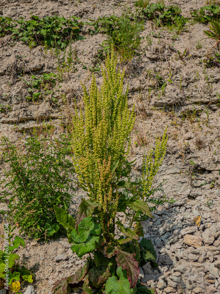 Plants of limestone outcrops: calciphil (lime-loving crop), petrophil ...