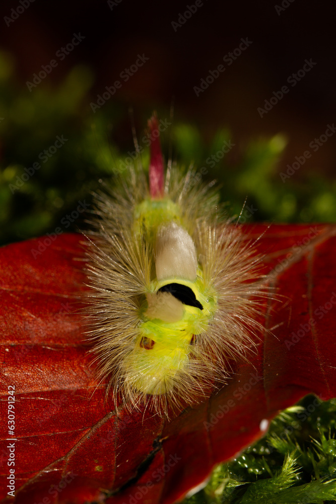Oruga verde fosforito con gran cuerno rojo descansando sobre una hojas ...