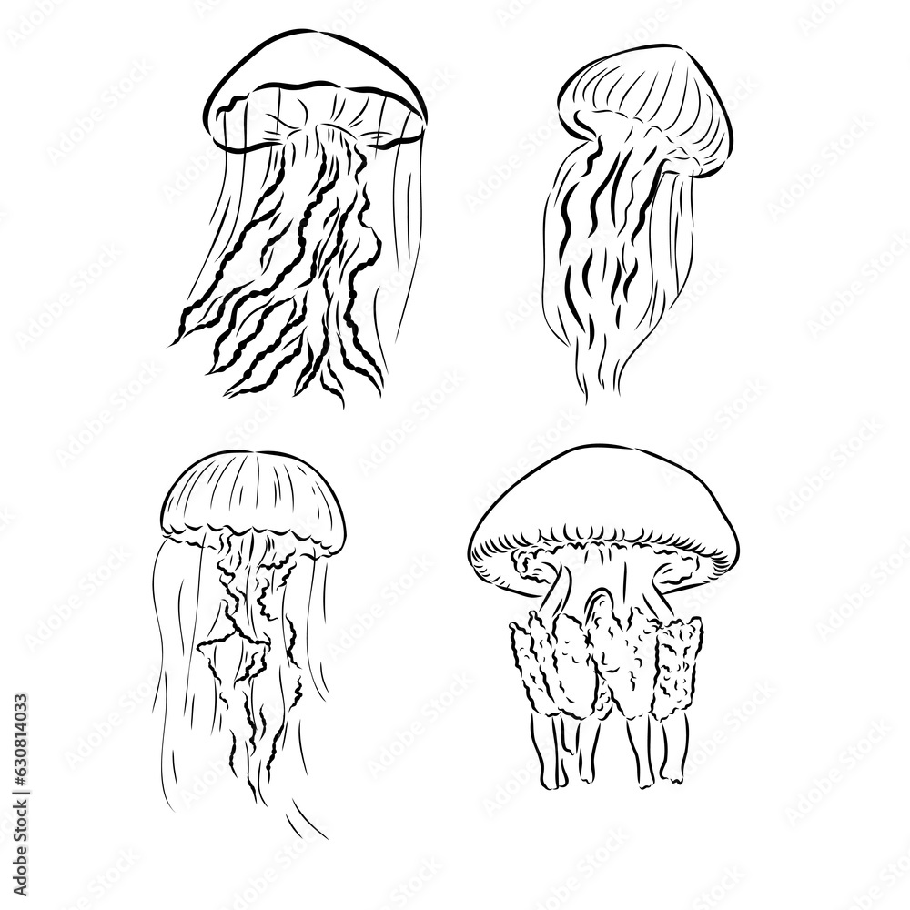 Jellyfish. Vector hand drawn illustration of Jelly Fish on isolated ...