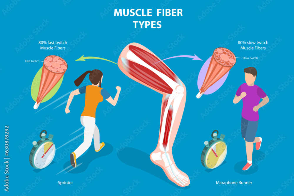 Poster 3D Isometric Flat Vector Conceptual Illustration of Muscle Fiber ...