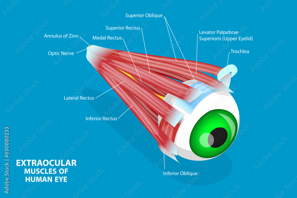 3D Isometric Flat Vector Conceptual Illustration of Extraocular Muscles ...