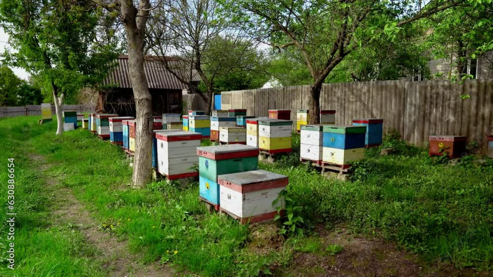 Farm of beekeeping colonies in Ukraine. Bees in the apiary fly in front ...