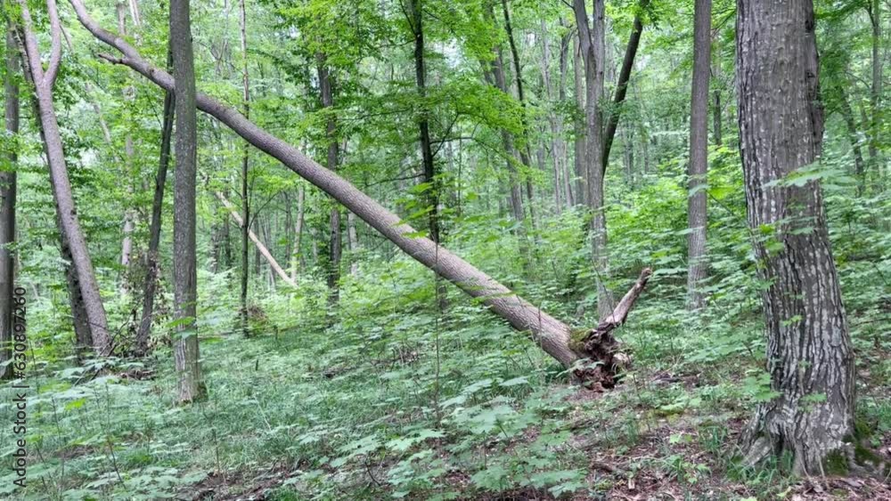 A tall tree fell in the morning green deciduous forest. An uprooted ...