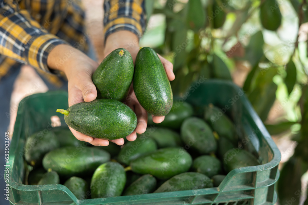 Hands holding green avocados against the background of full avocado box ...