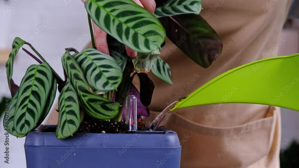 Pot for plants with automatic watering, transplanting Calathea into a ...