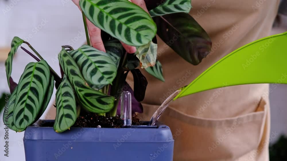 Pot for plants with automatic watering, transplanting Calathea into a ...