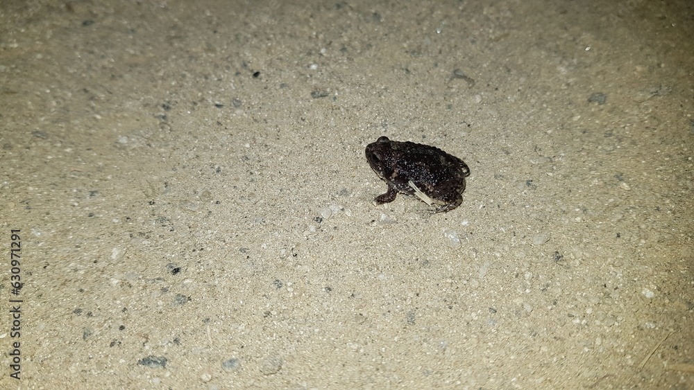 frog, toad, black frog, black toad, outdoor animal, amphibian, reptile ...