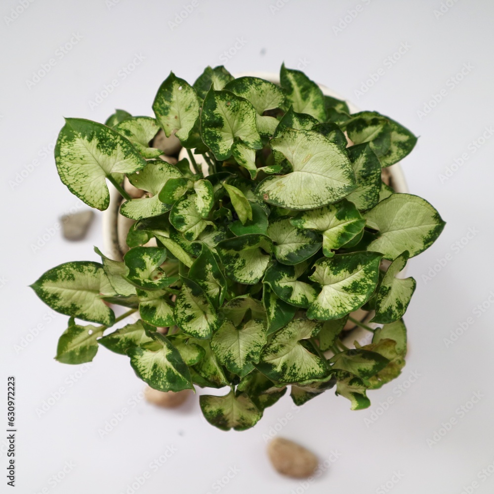 Syngonium mini plant in a pot. Syngonium podophyllum Pixie is a versatile plant that will grow ...