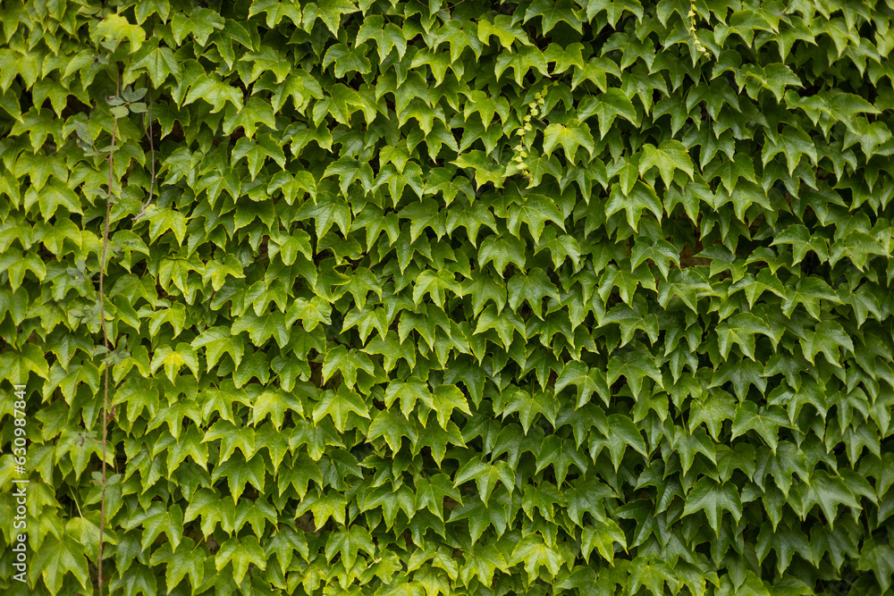 Ivy texture. Ivy hedge background. Ivyberry backdrop. Ivy Green wall ...