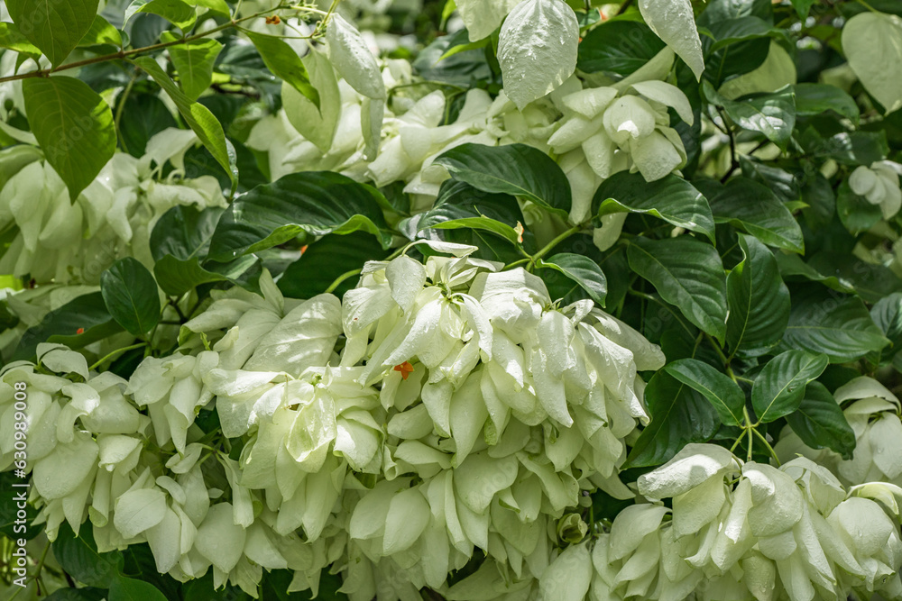 Mussaenda philippica (Aklan: Agboy) is a plant species in the family ...