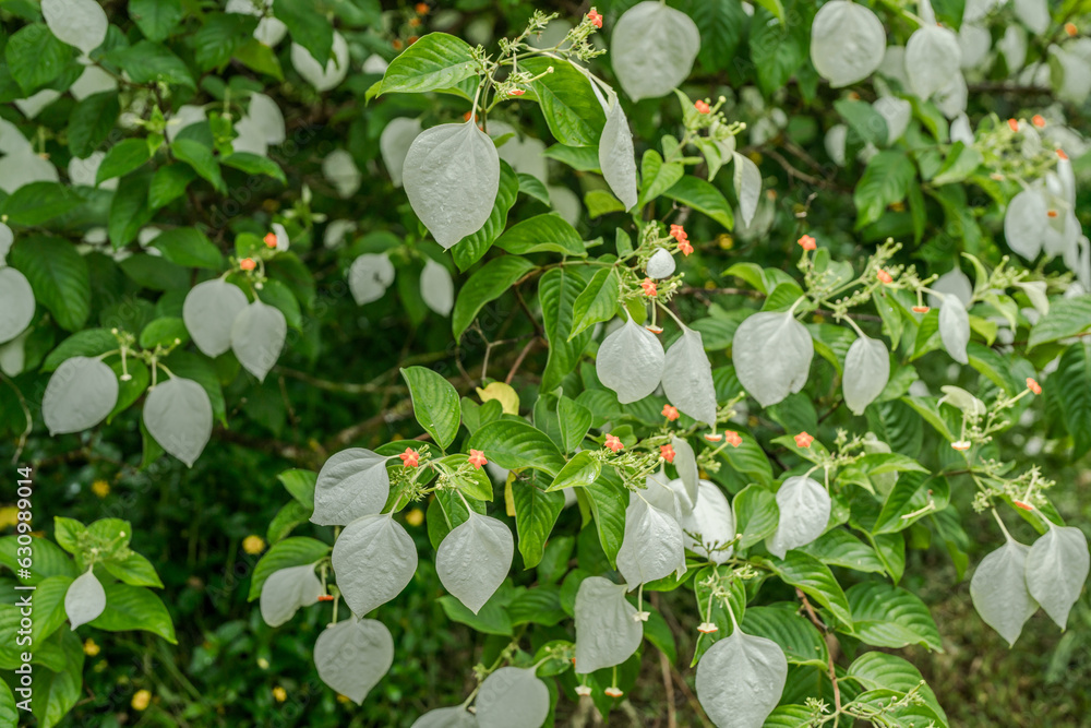 Mussaenda frondosa, commonly known as the wild mussaenda or dhobi tree ...