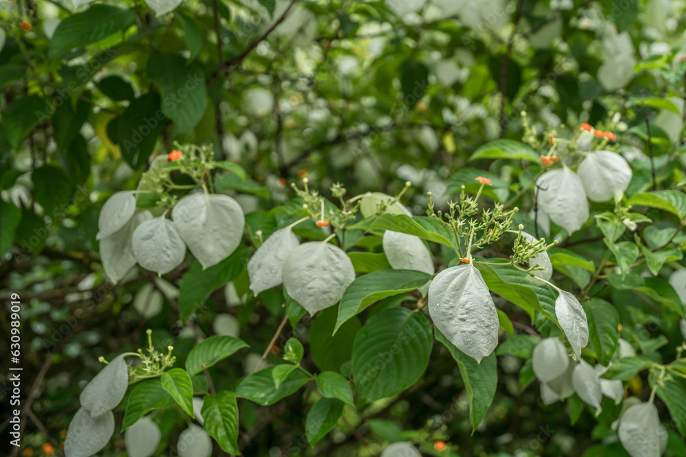 Mussaenda frondosa, commonly known as the wild mussaenda or dhobi tree ...