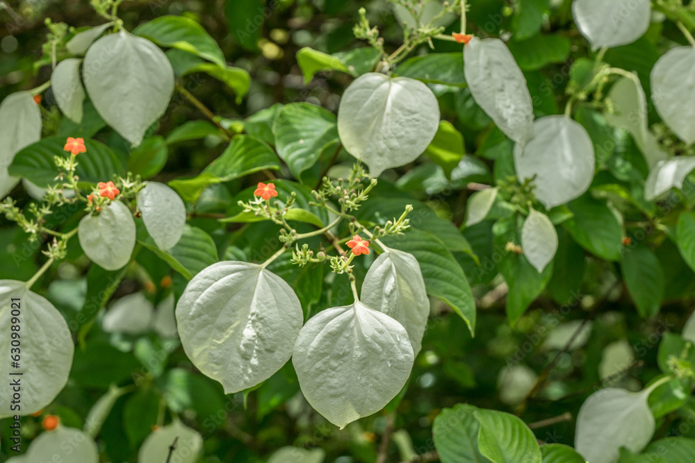 Mussaenda frondosa, commonly known as the wild mussaenda or dhobi tree ...