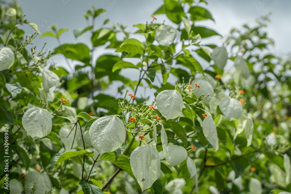 Mussaenda frondosa, commonly known as the wild mussaenda or dhobi tree ...