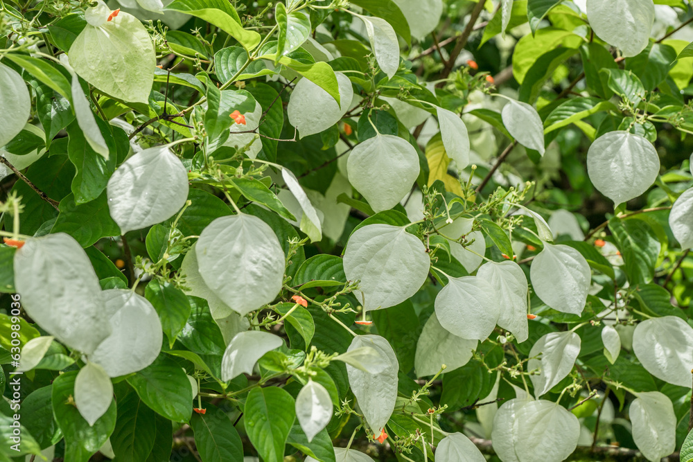 Mussaenda frondosa, commonly known as the wild mussaenda or dhobi tree ...