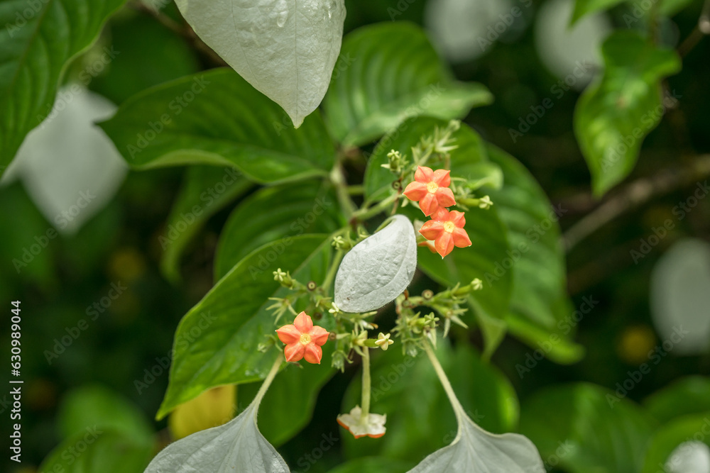 Mussaenda frondosa, commonly known as the wild mussaenda or dhobi tree ...