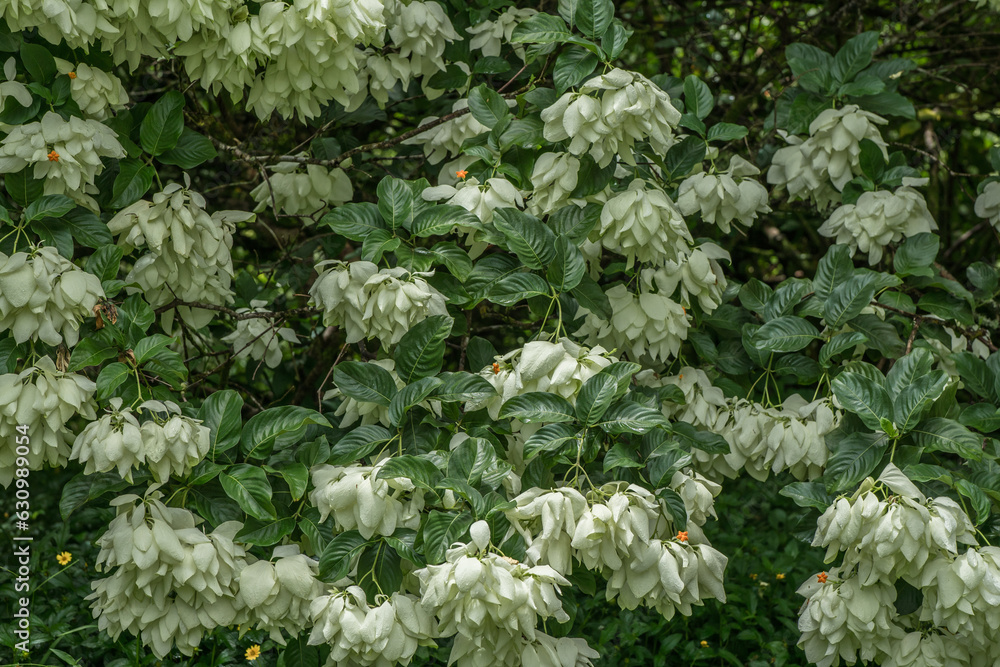 Mussaenda philippica (Aklan: Agboy) is a plant species in the family ...