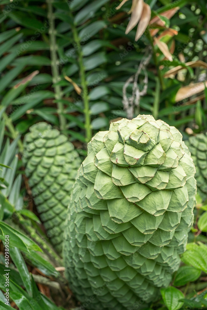 Encephalartos ituriensis (common name Ituri Forest cycad) is a palm ...