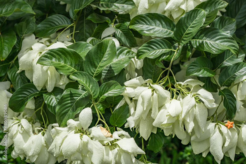 Mussaenda philippica (Aklan: Agboy) is a plant species in the family ...