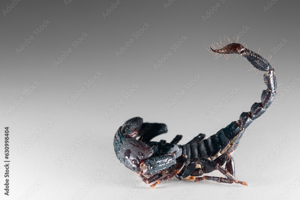 Study of the structure and anatomy of scorpions in the laboratory ...