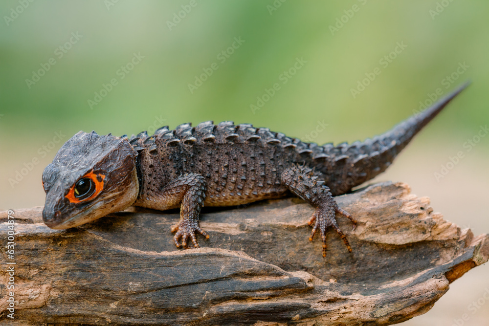 Red-Eyed Crocodile Skink (Tribolonotus gracilis) animal closeup Stock ...