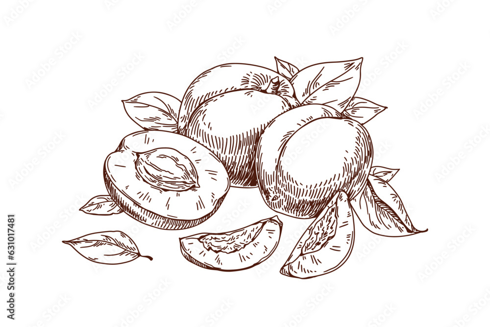 Outlined apricot drawing in detailed vintage style. Contoured hand ...