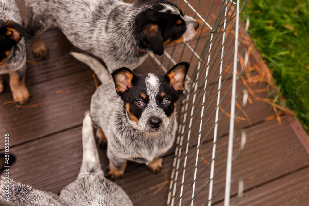 Australian cattle dog puppy outdoor. Blue heeler dog breed. Puppies on ...