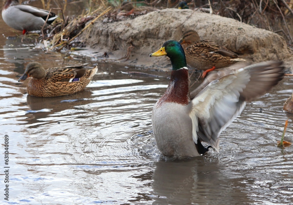 Mallard duck (Anas platyrhynchos) drake flapping his wings. Action foto ...