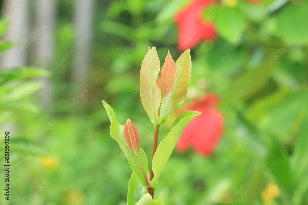 Foto de Red Ashoka flower (Ixora coccinea) belongs to the order ...