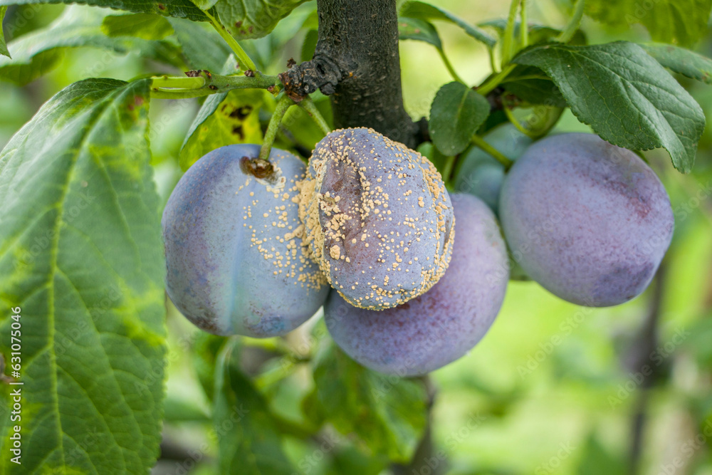 Plum fruits with fungal disease monilia cinerea. Plums rot on the ...