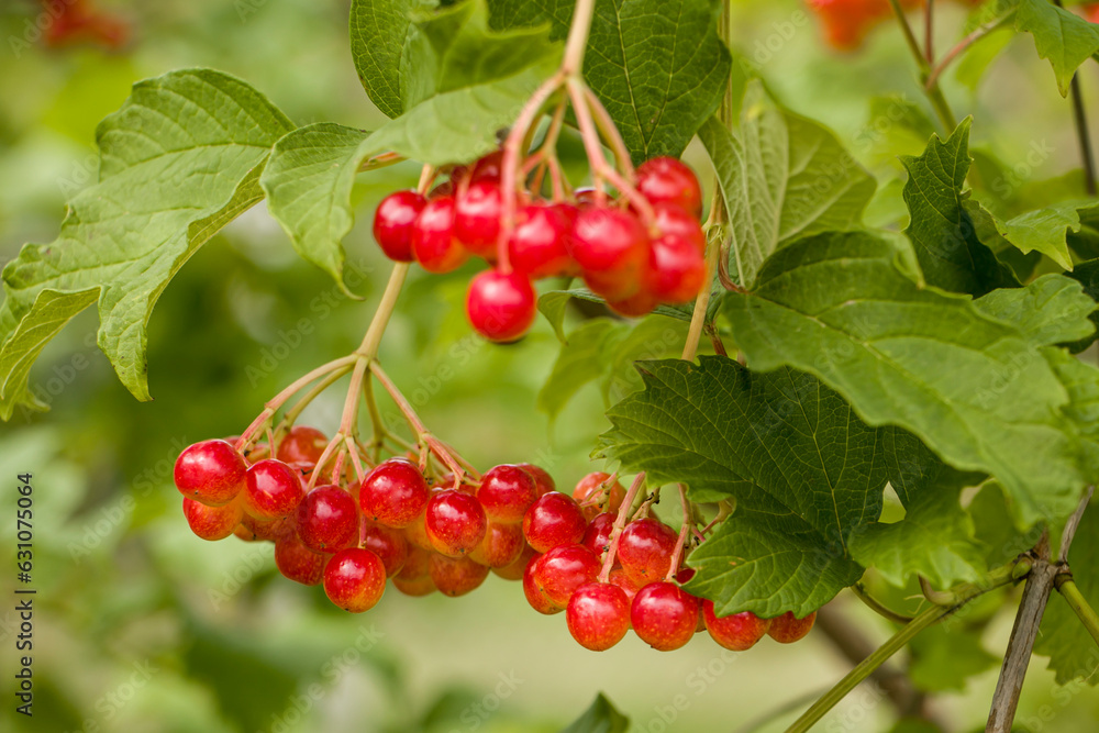 Ripening viburnum fruits. Kalyna (Viburnum). Clusters of viburnum ripen ...
