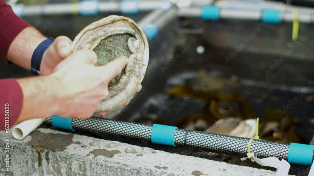 Man shows anatomy and sex organ of an abalone next to tank, close-up ...