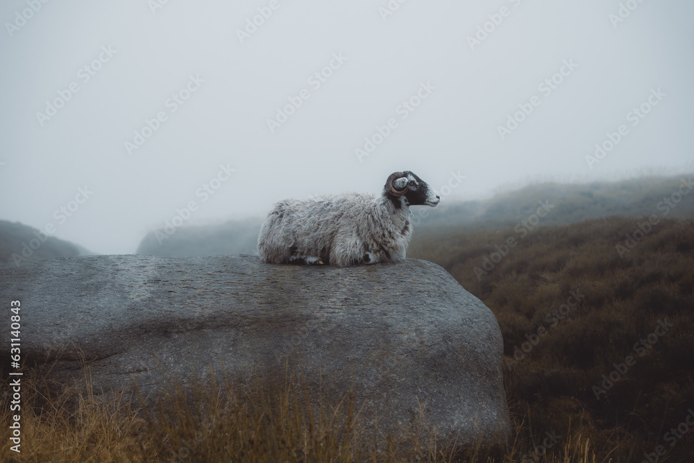 Ram sitting on a rock in the Peak District National Park, mountain ...