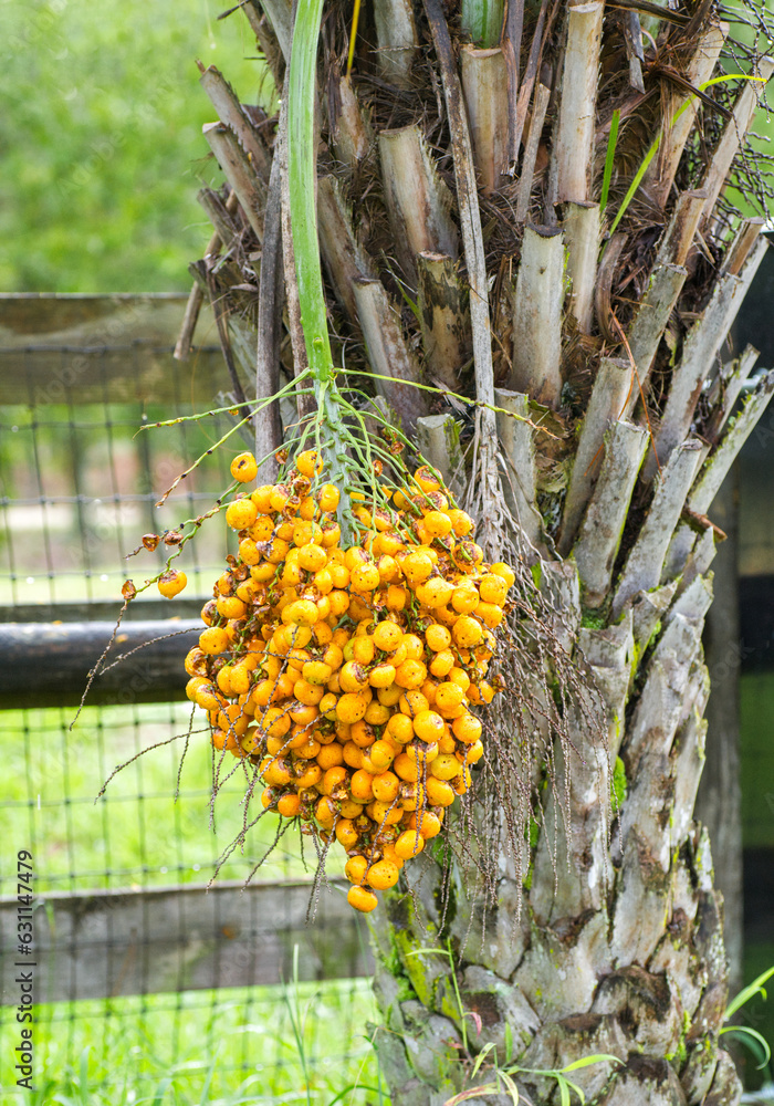 Pindo or jelly palm tree fruit - Butia capitata - Sweet and edible ...