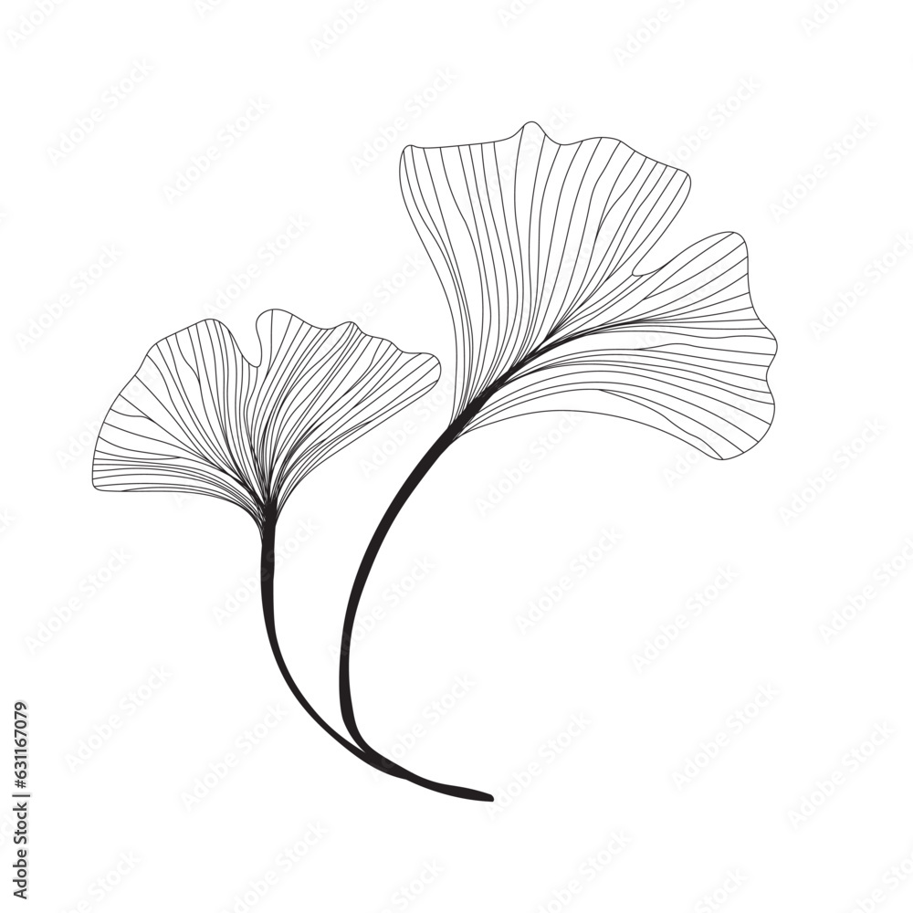 two leaves of ginkgo biloba linear drawing sketch, contour ginkgo line ...