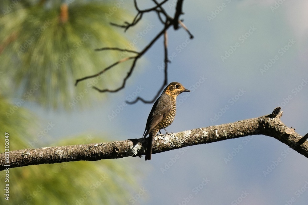 Chestnut-bellied rock thrush on a thin tree branch illuminated by the ...